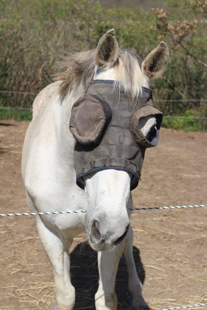 The Original Guardian Mask - Outdoor Functional Wear